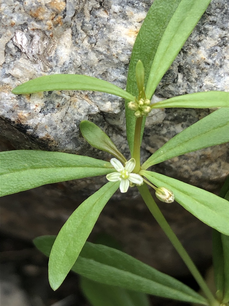 green carpetweed (Common Iowa Weeds) · iNaturalist