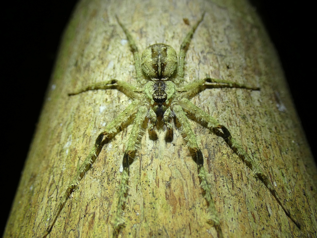 Australian Lichen Spider from Candlenut on September 20, 2023 at 09:07 ...