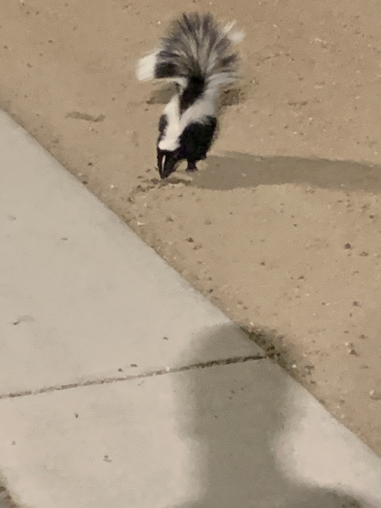 Striped and Hooded Skunks from The University of Texas at San Antonio ...