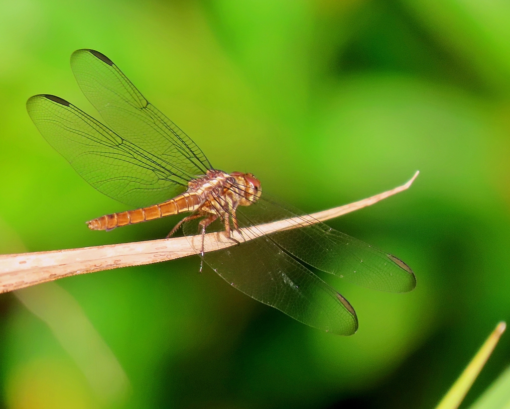 Red-tailed Skimmer from Playa Caracol, Chame, Panamá on December 26 ...