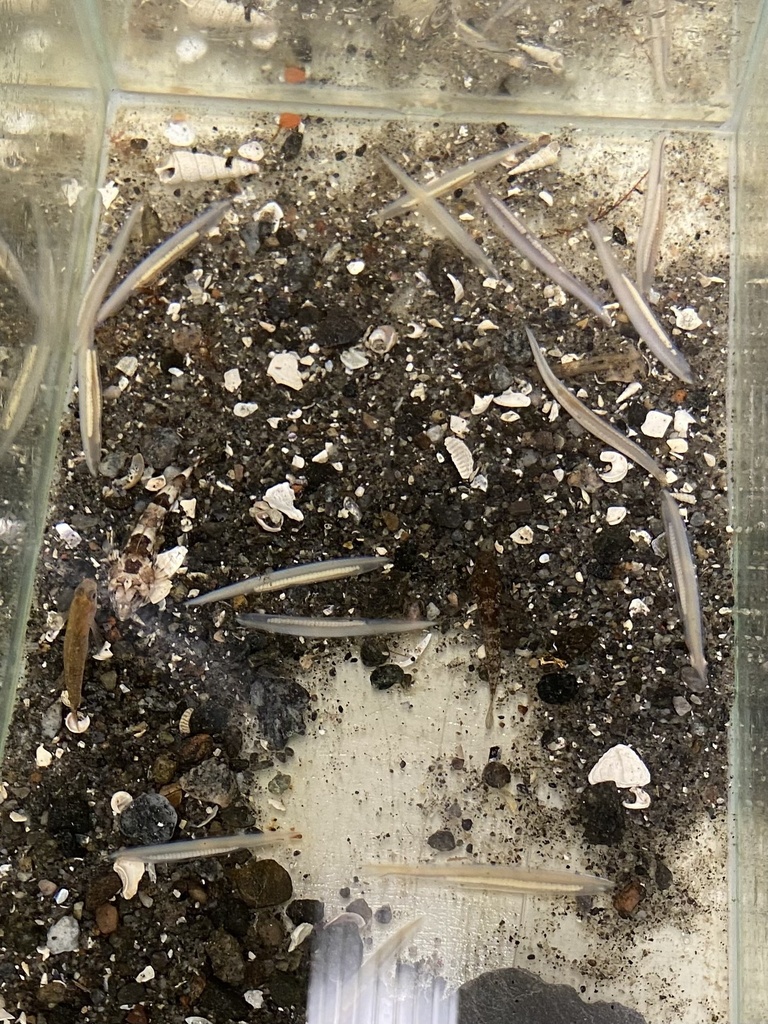 European Lancelet from Hasslebukten, Strömstad, O, SE on September 6 ...