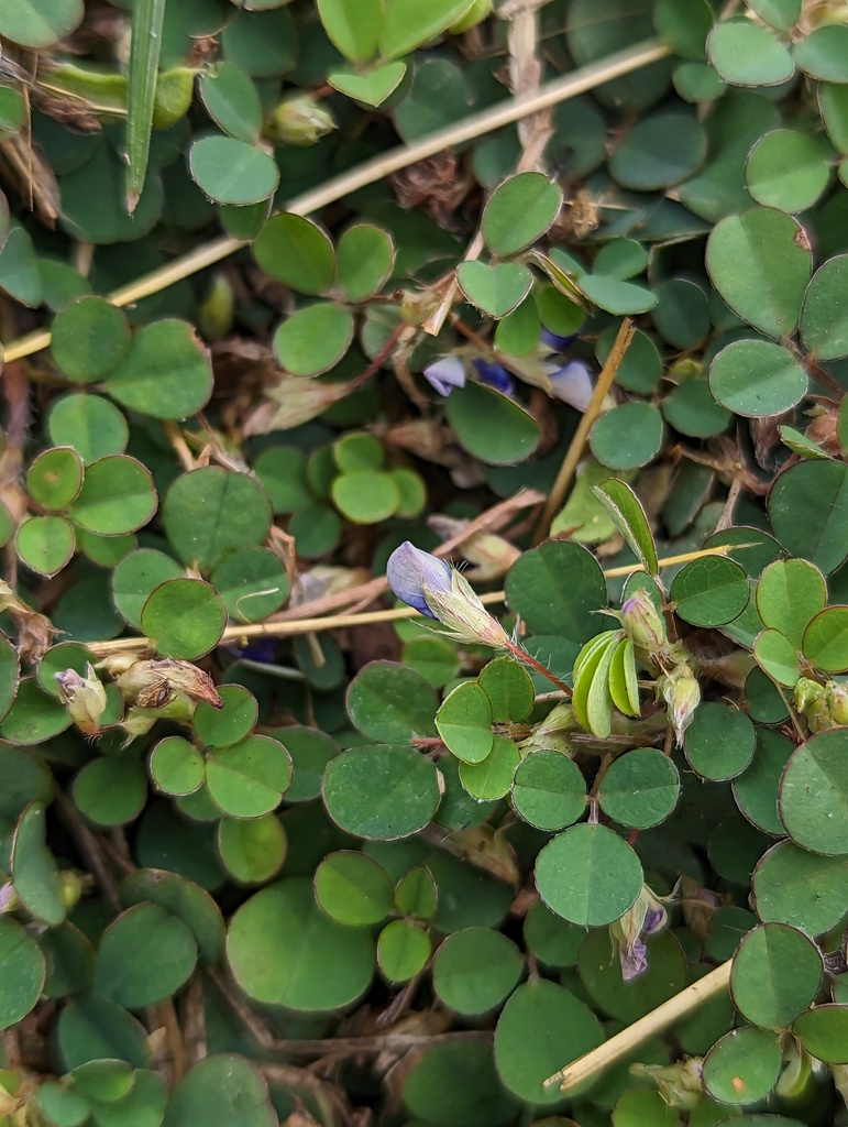 creeping tick trefoil in September 2023 by RattyExplores · iNaturalist