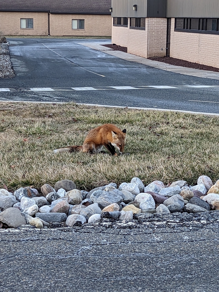 Red Fox from Newark, DE 19711, USA on February 8, 2023 at 07:17 AM by ...