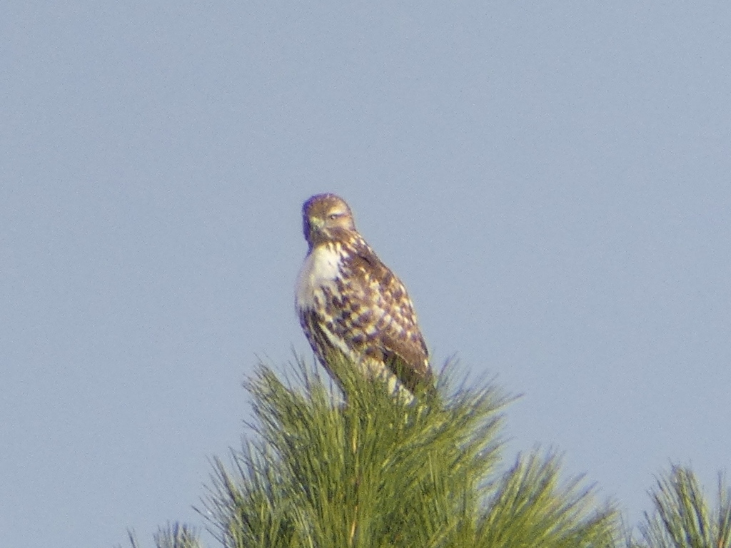 Red-tailed Hawk from Northside, Missoula, MT 59802, USA on November 14 ...