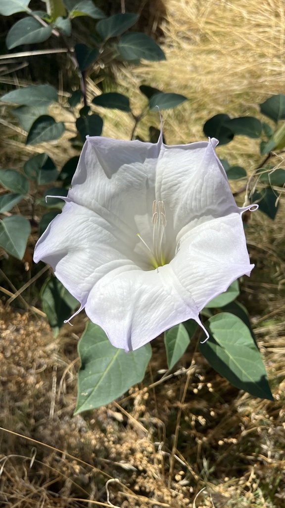 Sacred Datura from McCain Valley Rd, Boulevard, CA, US on September 19 ...
