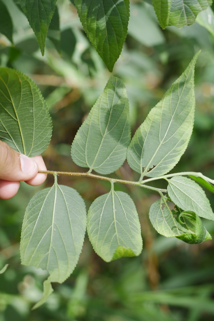Nettle Tree from Nathan, Queensland, Australia on September 15, 2023 at ...