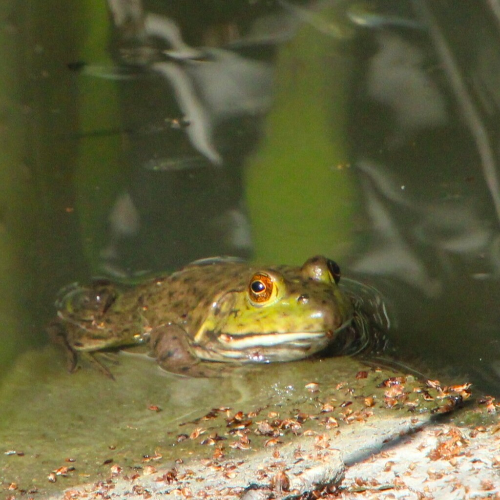 American Bullfrog from San Joaquin Marsh, Irvine, CA 92612, USA on ...