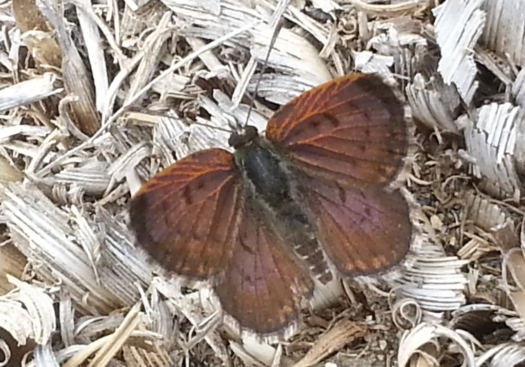 North Island Boulder Copper from Ruapehu District, Manawatu-Wanganui ...