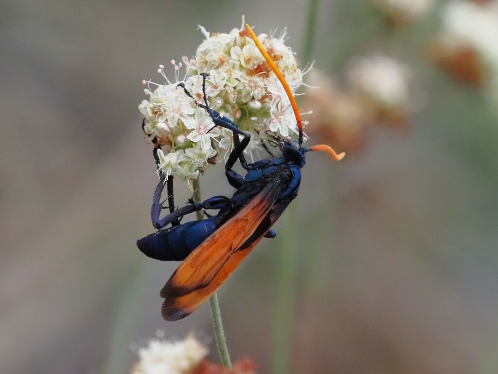 New World Tarantula-hawk Wasps from Los Angeles County, CA, USA on ...