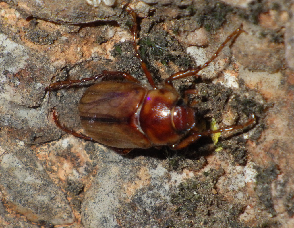 Summer Chafers from Kaş/Antalya (#4 pine forest), Türkei on September ...