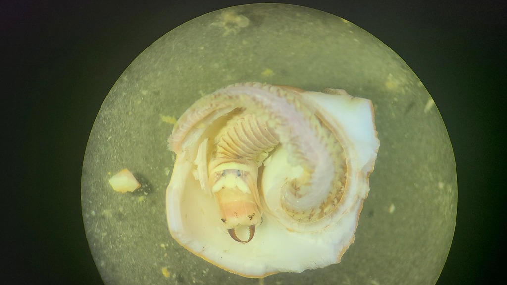 Cheilonereis cyclurus from Alberni-Clayoquot, BC, Canada on June 11 ...