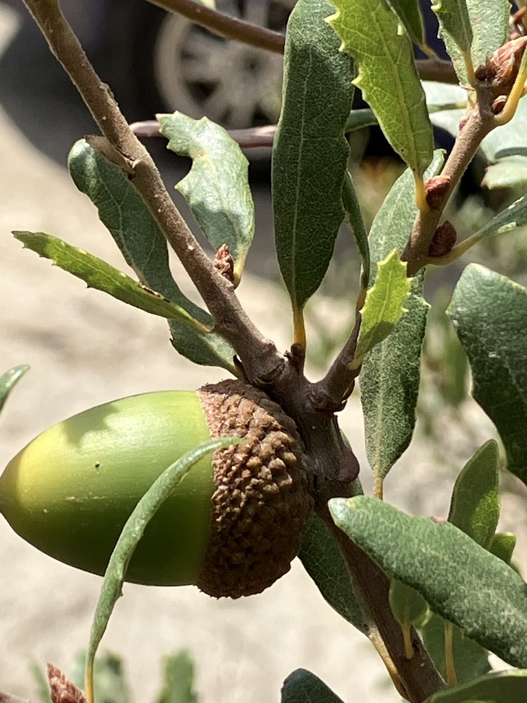 Torrey's Hybrid Oak from Sloane Canyon Rd, El Cajon, CA, US on ...