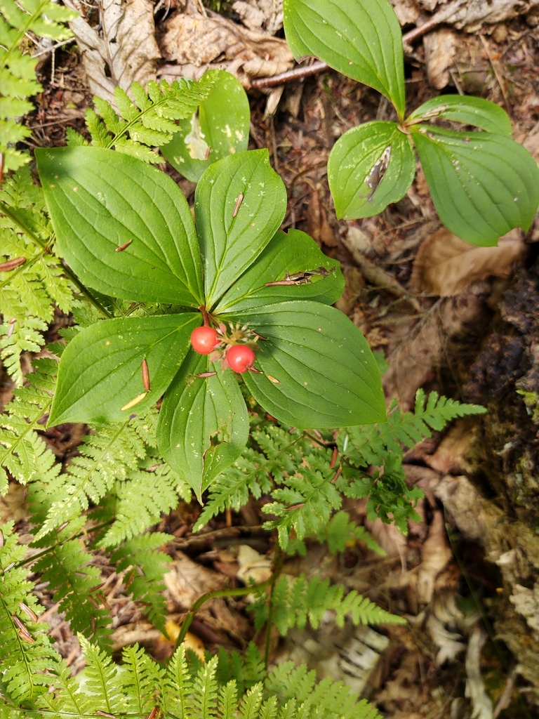 Canadian bunchberry from 6W8J+24 Imp Lake Picnic Area, Imp Lake Hiking ...