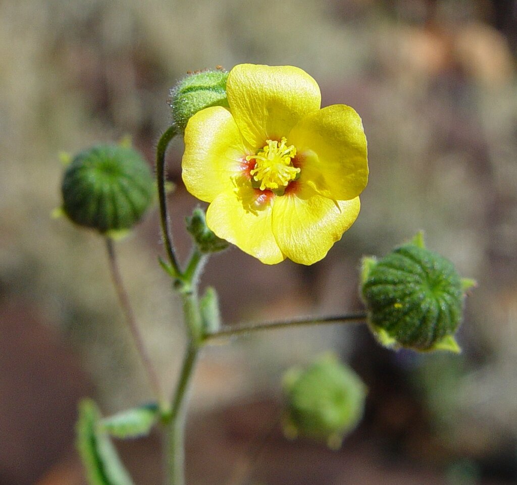 Abutilon lepidum from Peak Hill WA 6642, Australia on August 7, 2003 by ...