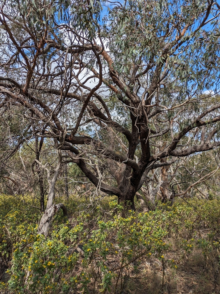 Eucalyptus macrorhyncha macrorhyncha from Little River VIC 3211 ...