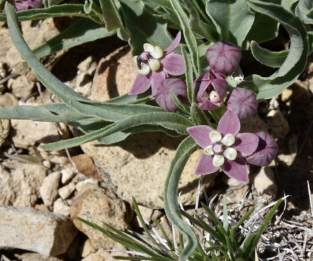 Wheel milkweed in May 2023 by FrontRangeWildflowers · iNaturalist