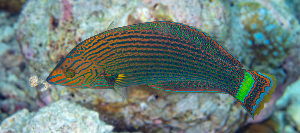 Pacific Dusky Wrasse from Wakatobi Reefs on April 17, 2018 at 11:12 AM ...