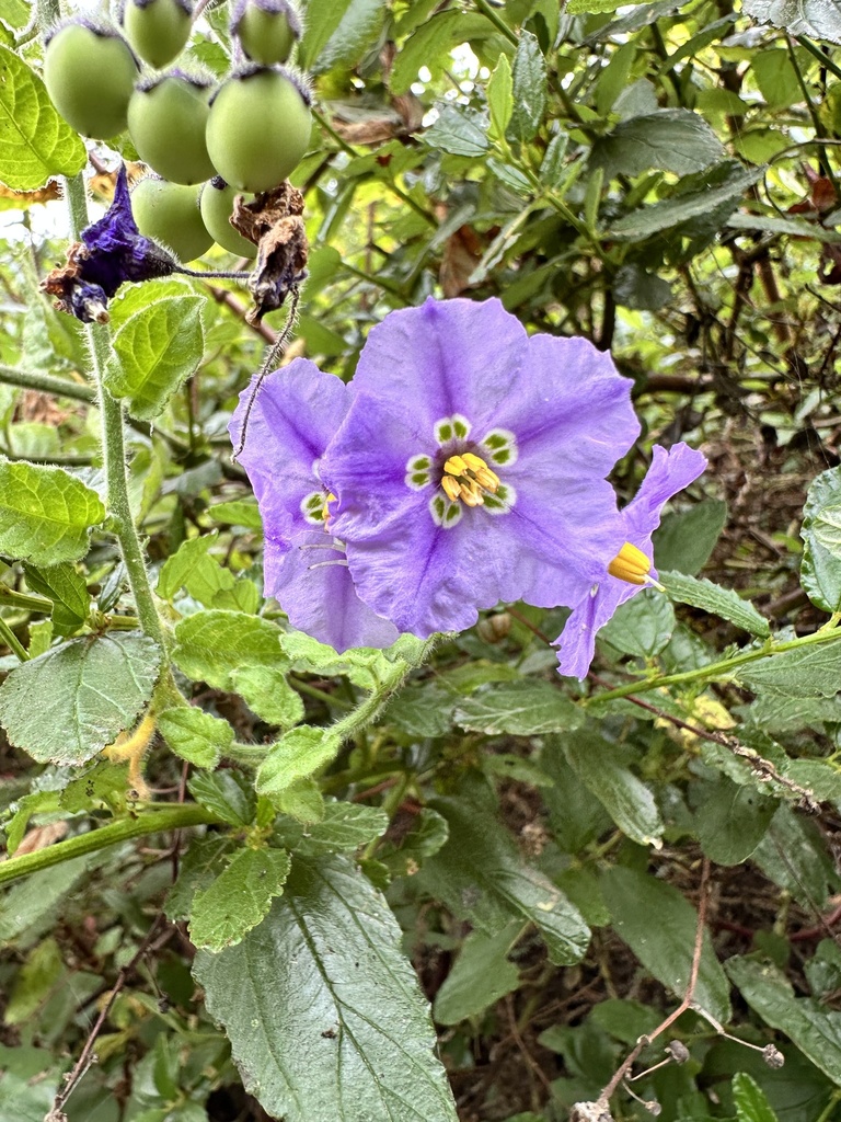 purple nightshade from Coon Creek Trail, Los Osos, CA, US on September ...