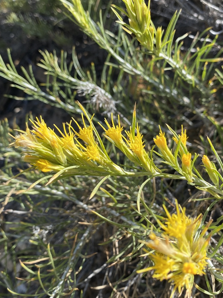 rough rabbitbrush from Los Padres National Forest, Frazier Park, CA, US ...