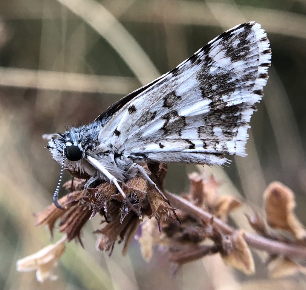 Common Checkered-Skipper from Arlington Ave, Oakland, CA, US on ...