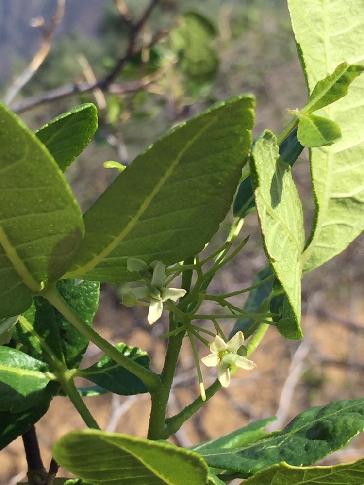 Western Hoptree from Mount Diablo State Park, Clayton, CA, US on ...