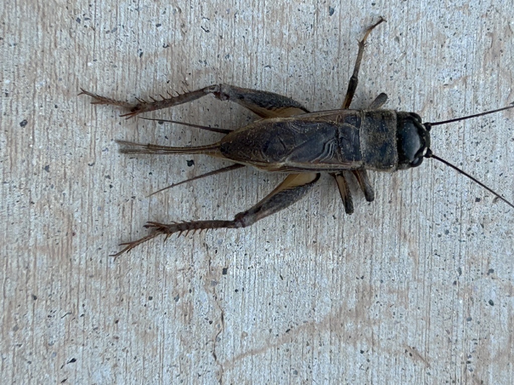 Western Trilling Cricket from N Welton Pl, San Tan Valley, AZ, US on ...