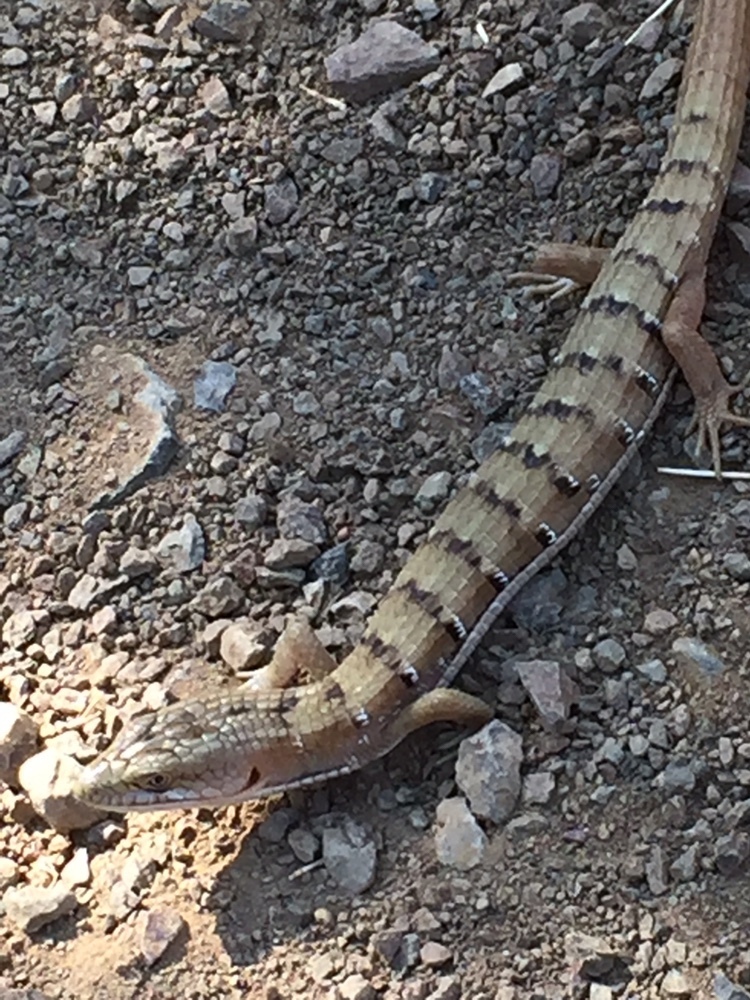 Southern Alligator Lizard from Mount Diablo State Park, Clayton, CA, US ...