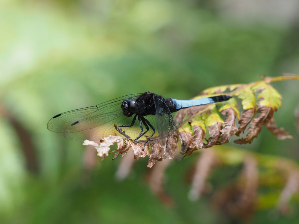 Blue-tailed Forest Hawk from Sai Kung, Hong Kong on September 20, 2023 ...