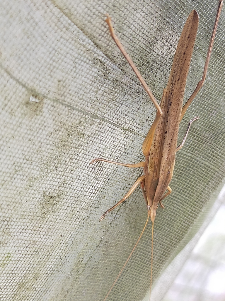 Euconocephalus varius from 日本 〒231-0016 on September 21, 2023 at 10:33 ...