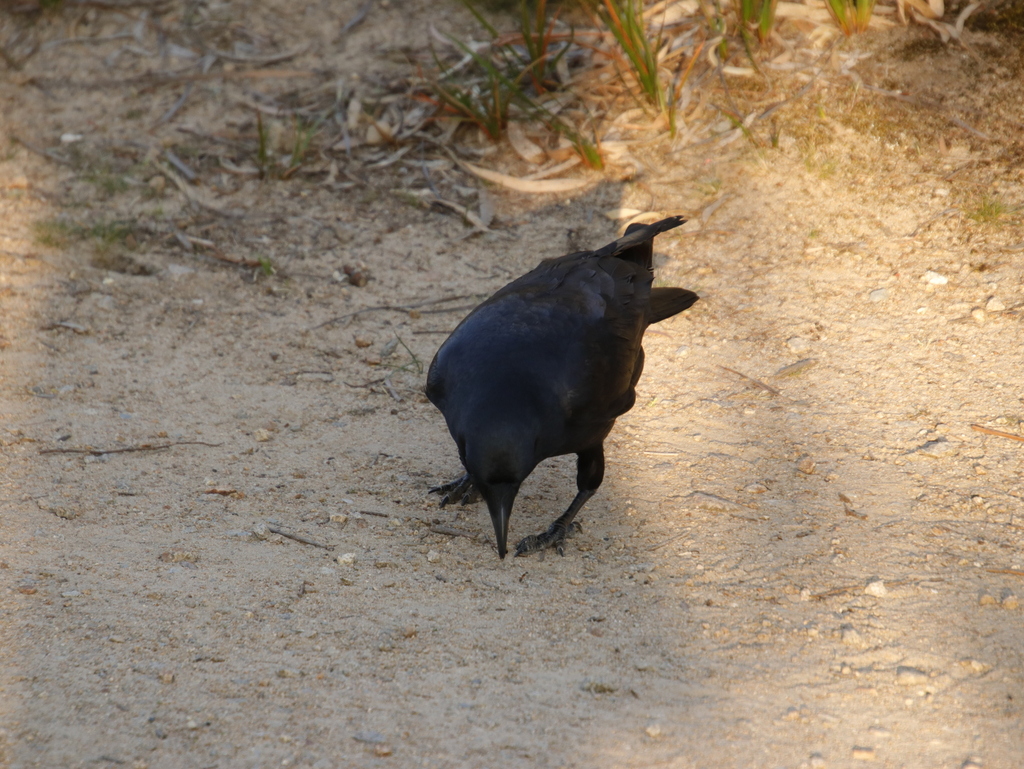 Little Raven from Melbourne VIC, Australia on September 19, 2023 at 05: ...