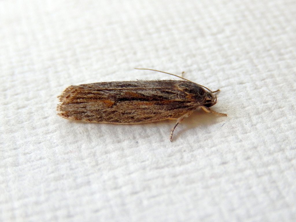 Grey Agriophara Moth from Sydney NSW, Australia on September 20, 2023 ...