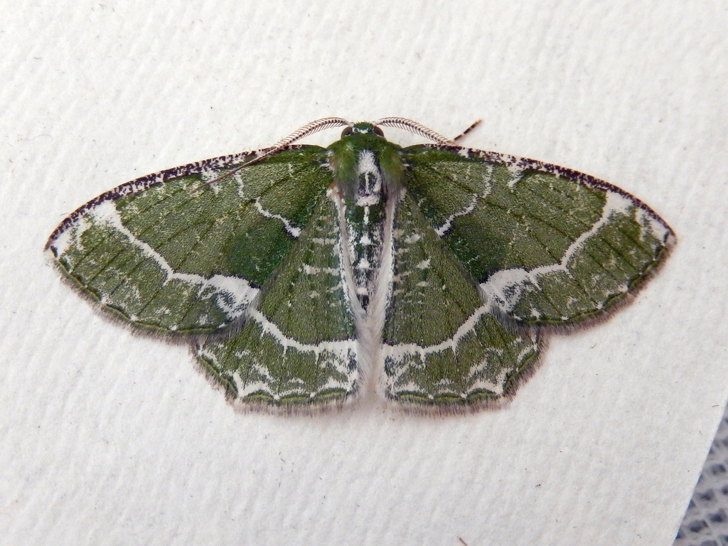 Lacy Emerald from Sydney NSW, Australia on September 20, 2023 at 09:23 AM by Jack Crosbie ...