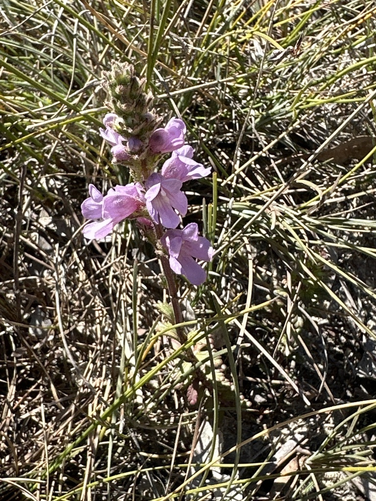 purple eyebright from Newnes campground, Newnes Plateau, NSW, AU on ...