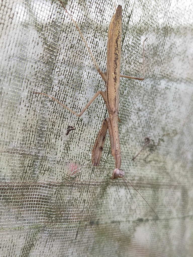 Statilia maculata maculata from 日本 〒231-0016 on September 21, 2023 at ...