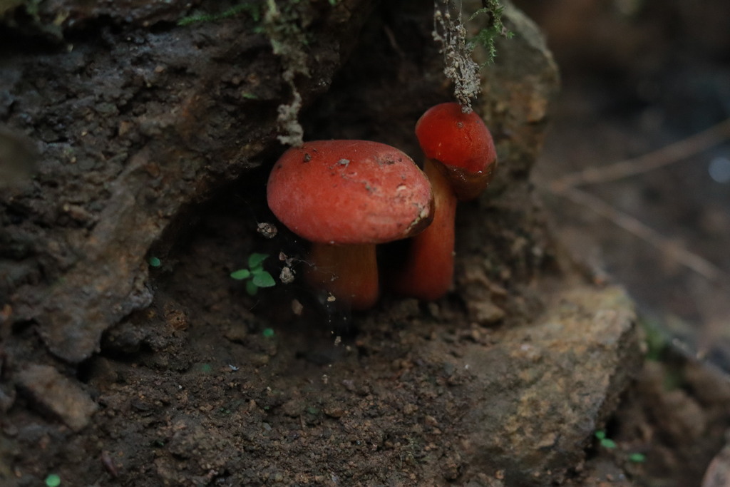 Ruby Bolete from 保护区内 on September 6, 2023 at 09:59 AM by rodan ...
