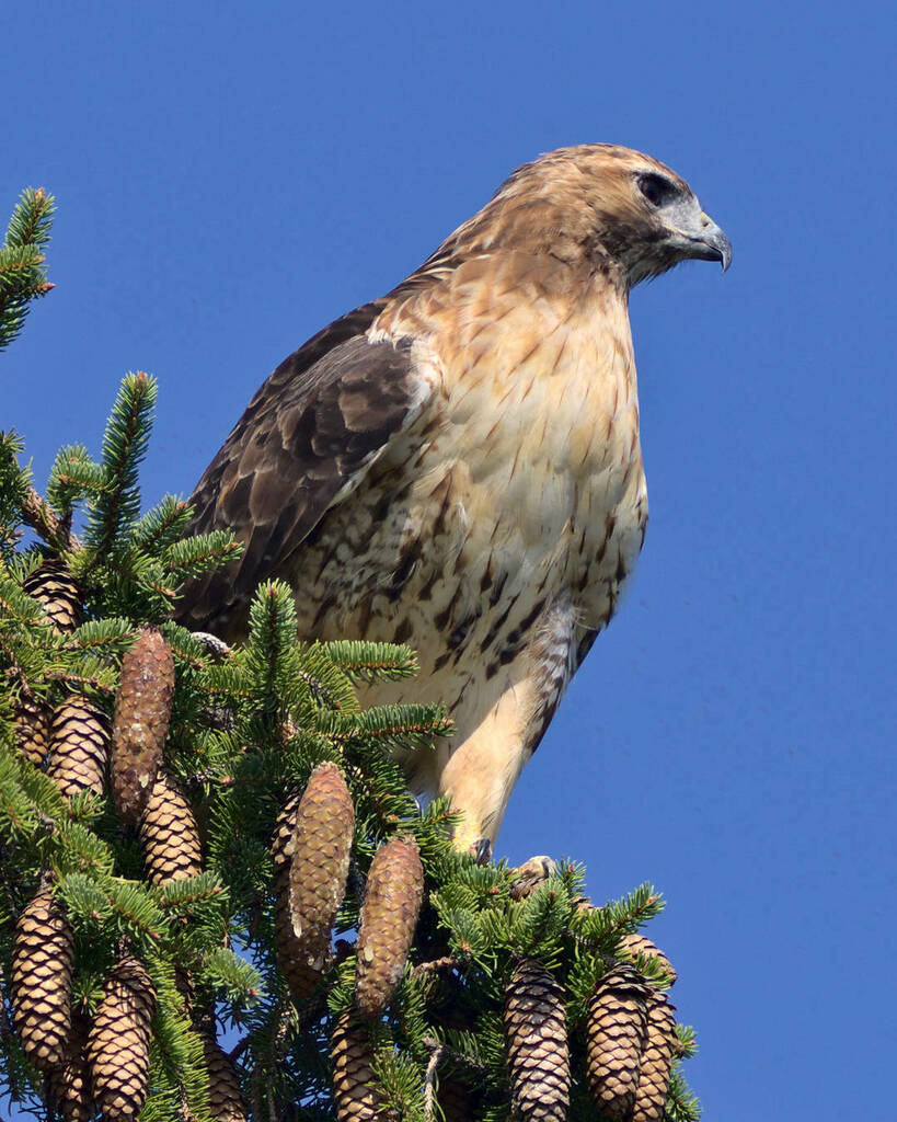 Red-tailed Hawk from Kitchener, ON, Canada on September 20, 2023 at 02: ...
