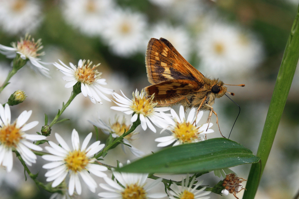 Peck's Skipper from 10 Ridley Dr, Wallingford, PA 19086 on September 17 ...