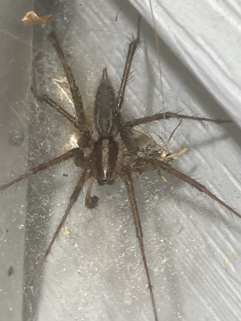 Grass Spiders from Central Parkway Ave SE, Warren, OH, US on September ...