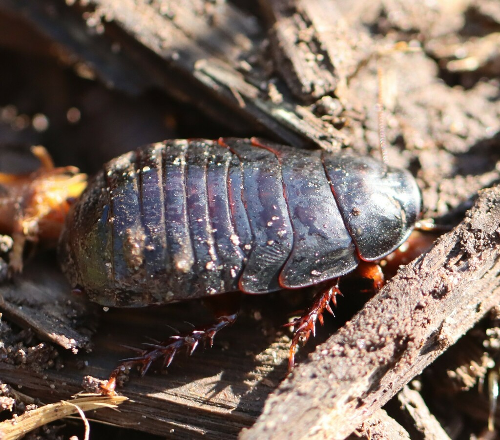 Australian wood cockroach in August 2023 by Nature_Lover. Location ...