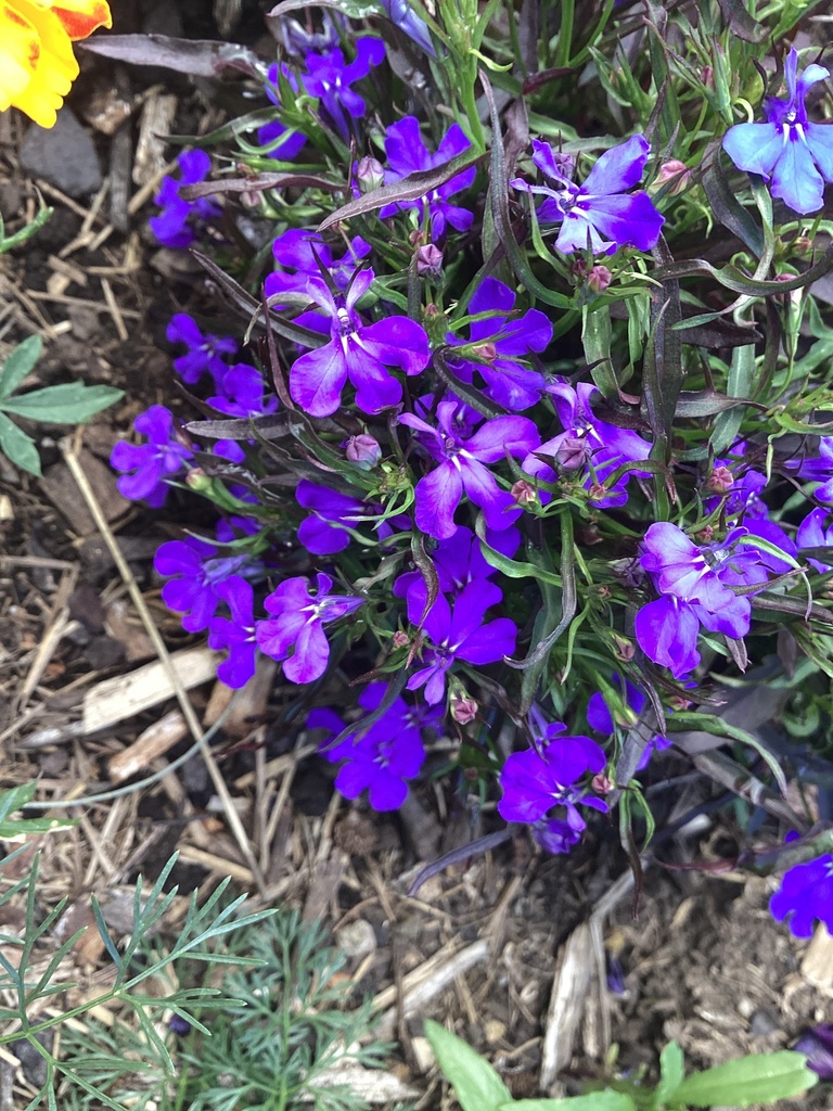 Lobelias from Mount Terry Public School, Albion Park, NSW, AU on ...