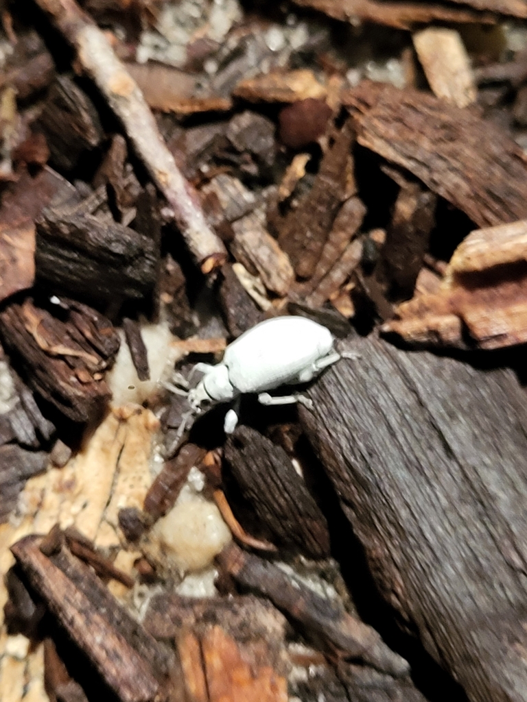 Sri Lanka Weevil in September 2023 by Melissa · iNaturalist