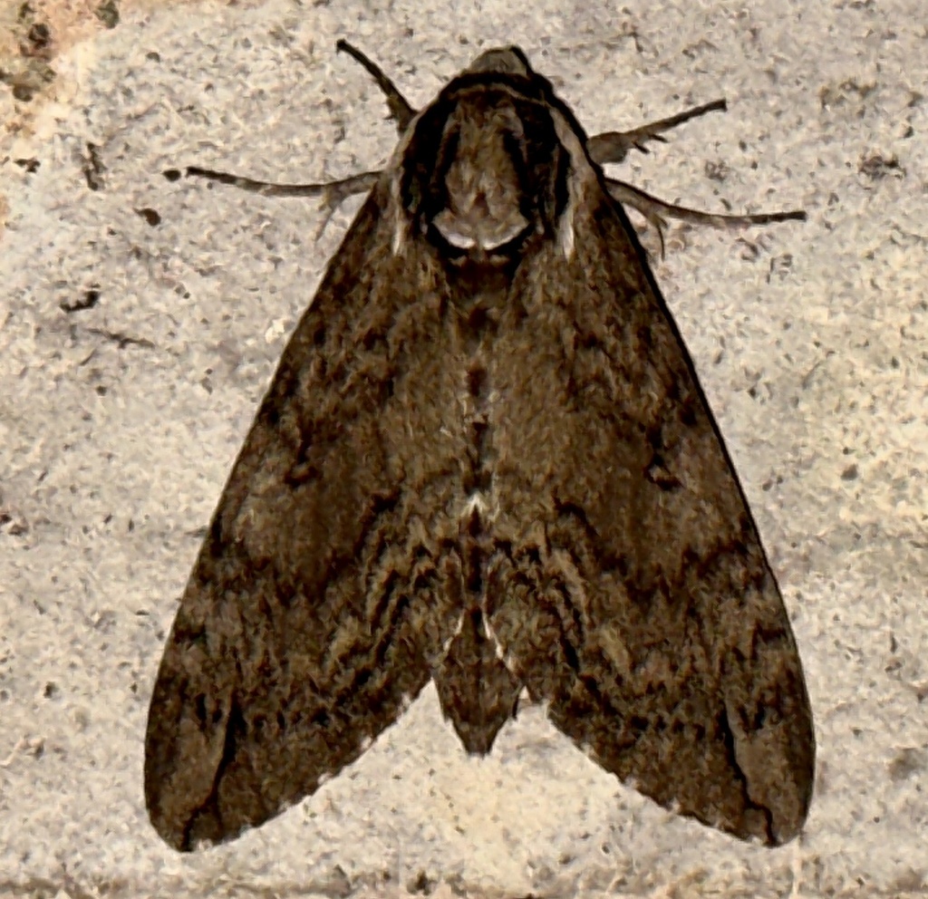 Catalpa Sphinx from Bacall Ln, Potomac, MD, US on September 20, 2023 at ...