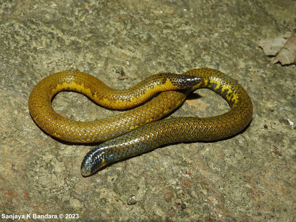 Eranga Viraj’s shieldtail snake in August 2023 by Sanjaya Kanishka ...