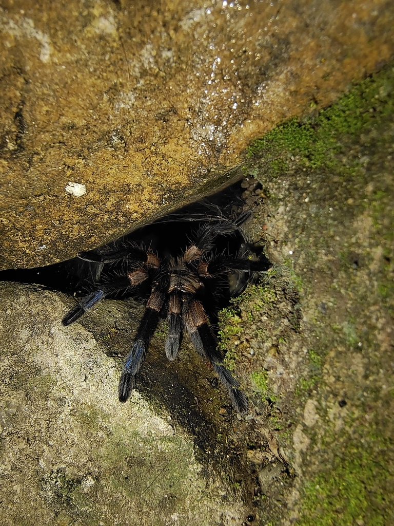 Himalayan Earth-tiger Tarantula in September 2023 by Aditya Satish ...