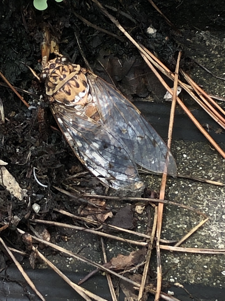 Robust Cicada from Akatsuka Park, Itabashi, Tokio, JP on September 21 ...