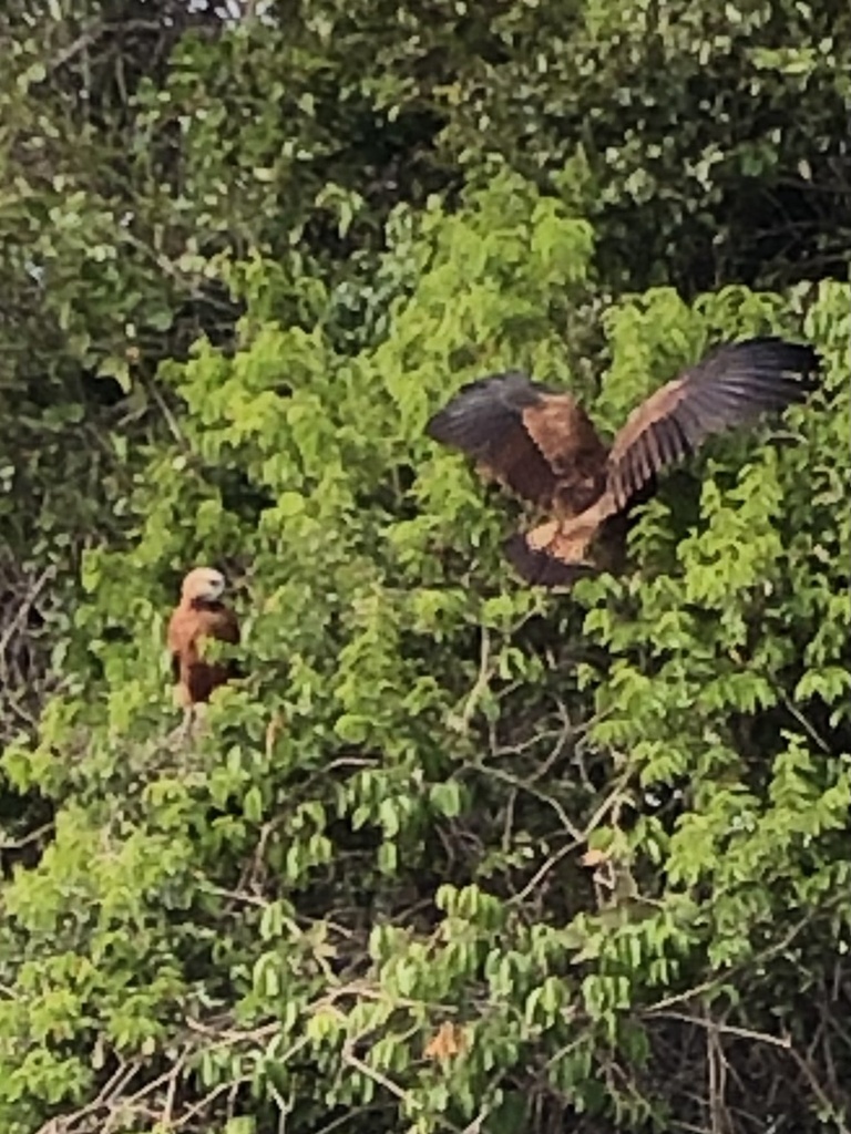 Black-collared Hawk from Barão De Melgaço, MT, BR on August 5, 2022 at ...