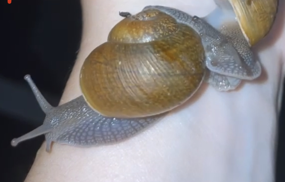 Cuban Brown Snail from Lake Hollingsworth Dr, Lakeland, FL, US on ...
