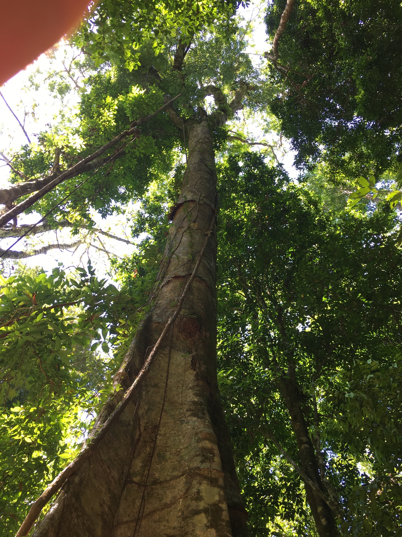 Dialium guianense (Aubl.) Sandwith