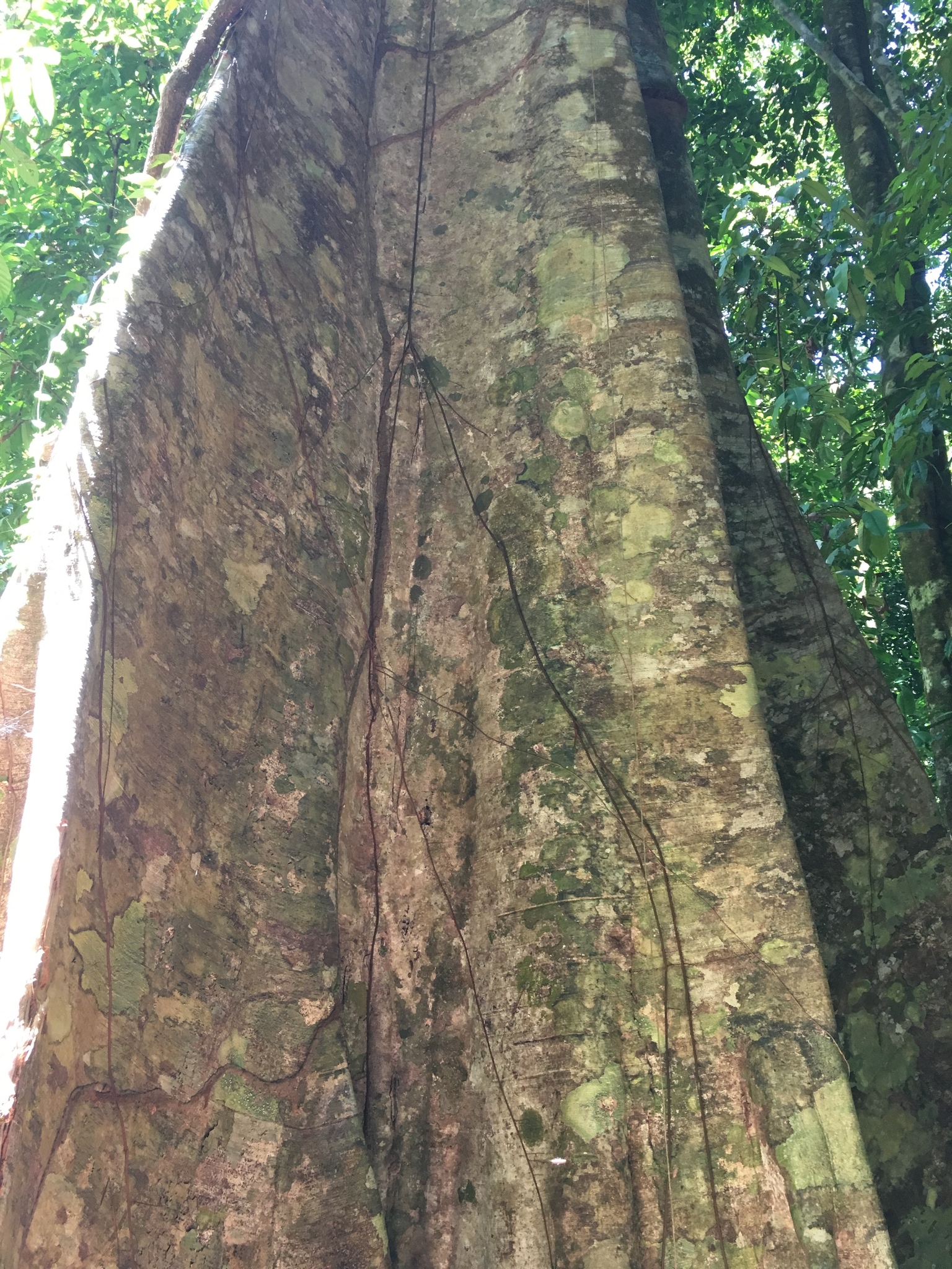 Dialium guianense (Aubl.) Sandwith