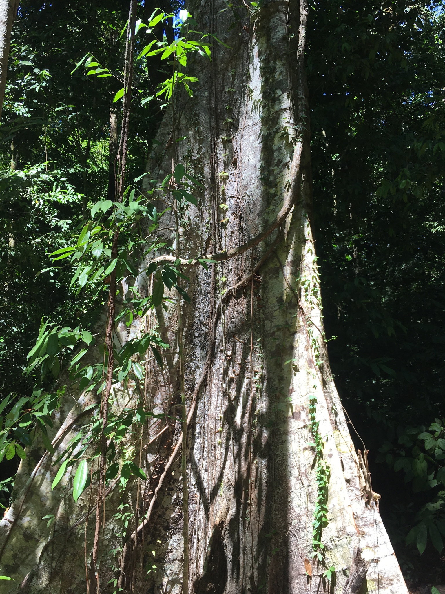 Dialium guianense (Aubl.) Sandwith